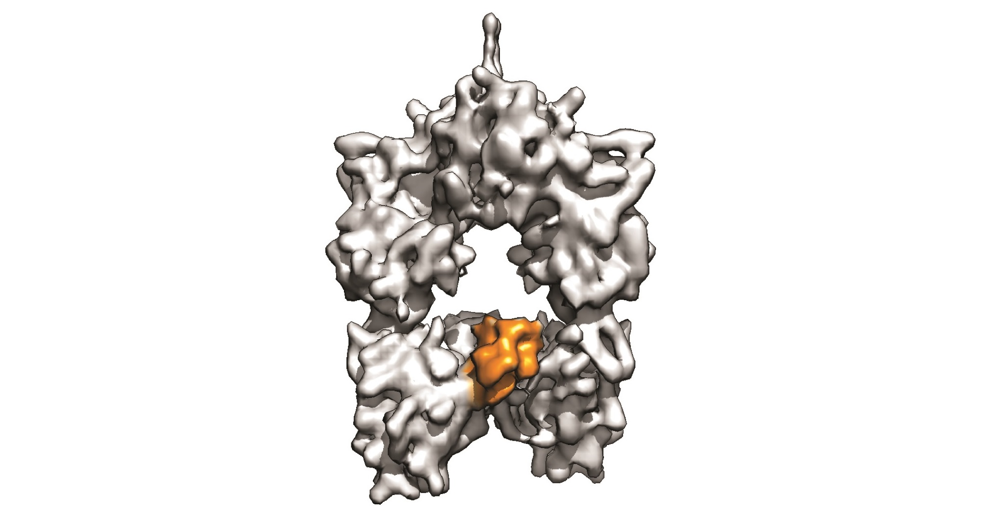 Polyketide Synthases Alpay B Seven